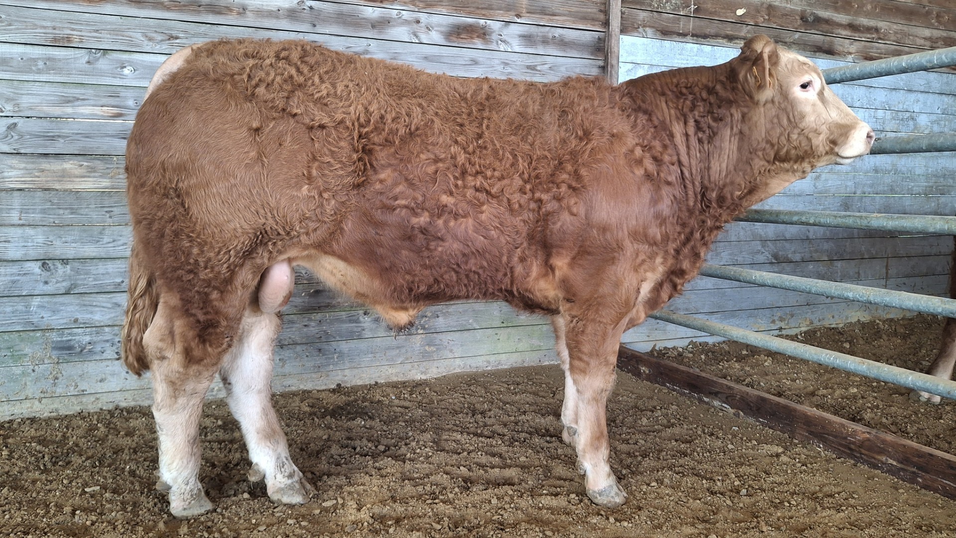 Un Limousin vendu 11 300 euros Articles | Agribourgogne - Terres de ...