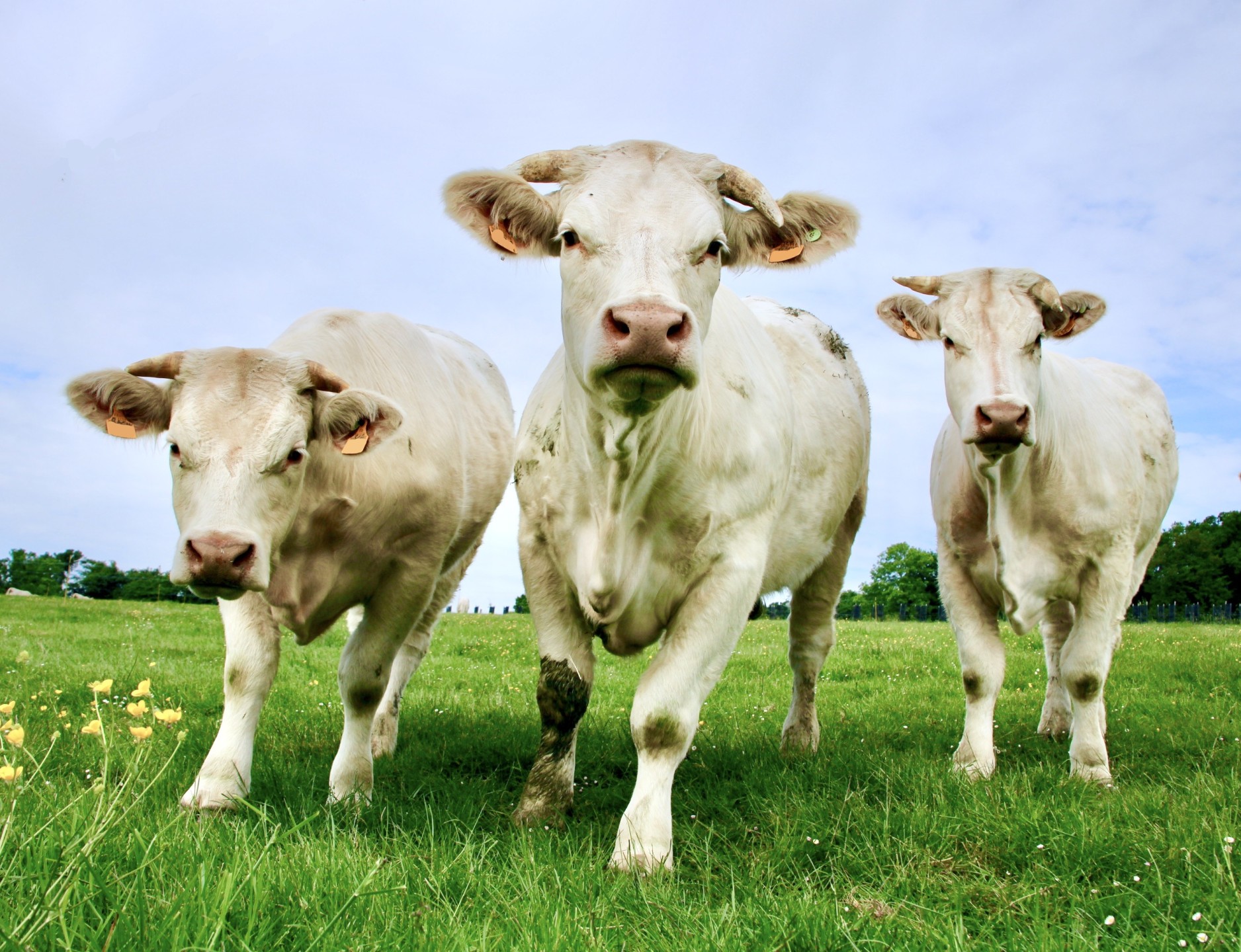 Japy Tech, des tanks à lait vraiment « made in BFC » Articles ...